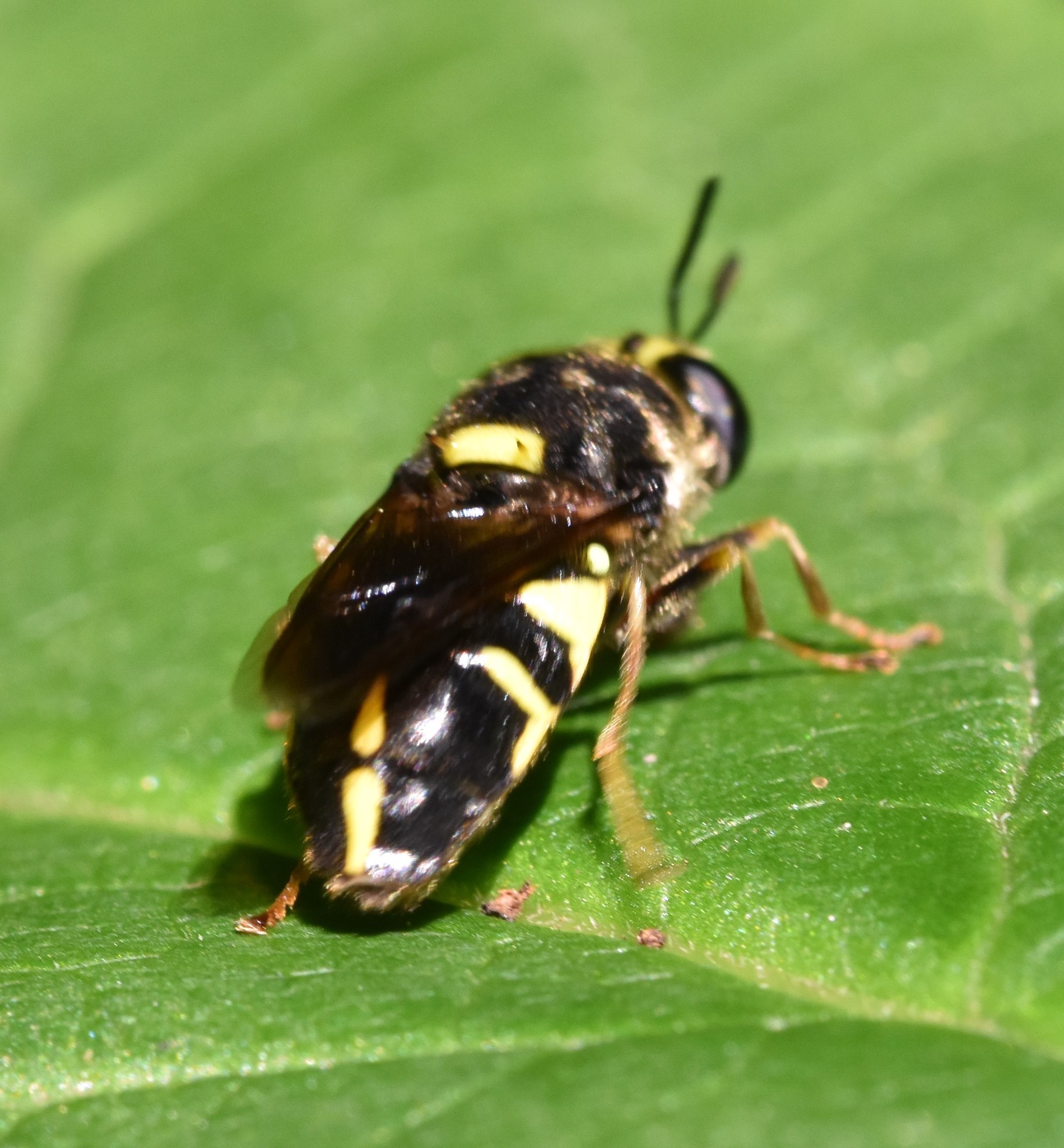 Stratiomys norma Wiedemann, 1830