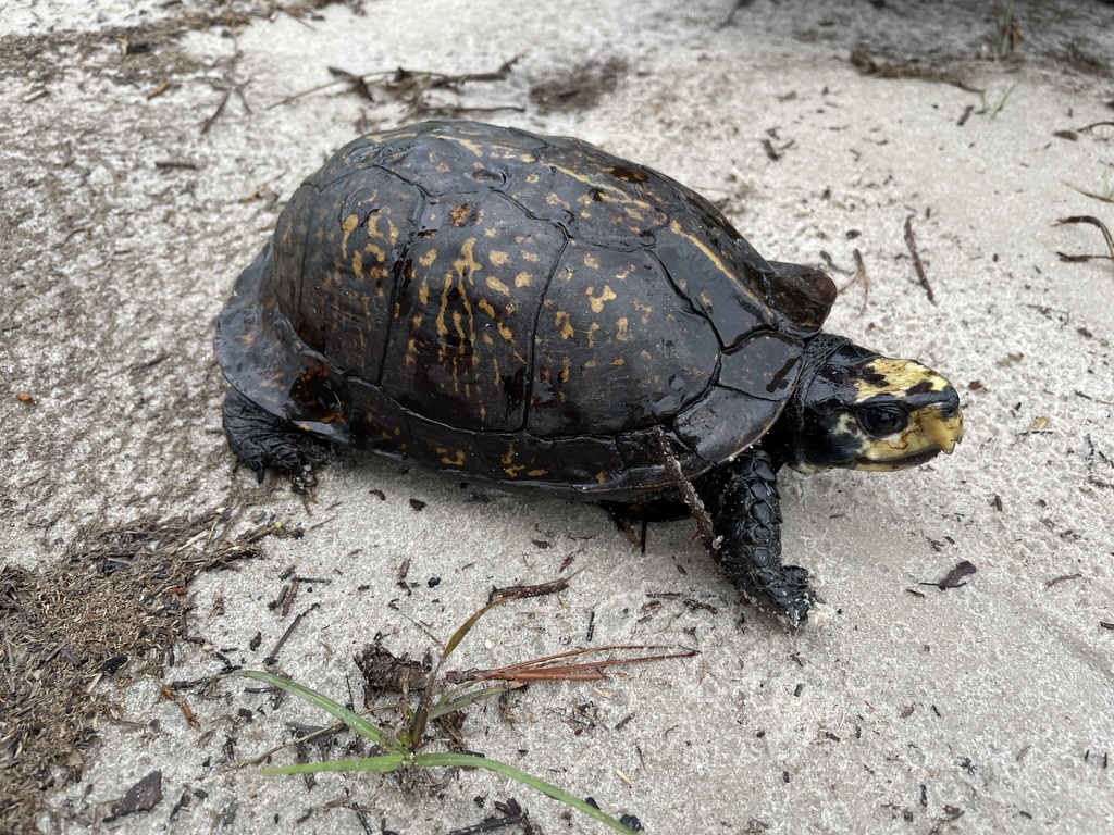 Gulf Coast Box Turtle in July 2021 by Kaylyn Cullen · iNaturalist