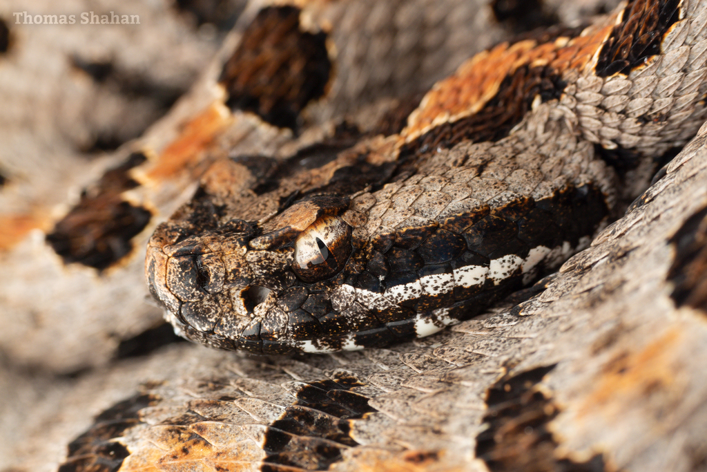 Western Pygmy Rattlesnake (Sistrurus miliarius streckeri) - Snakes and ...