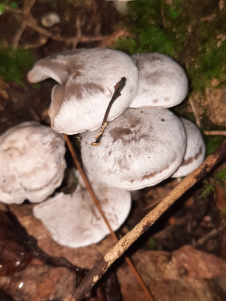 Cuphophyllus canescens in July 2021 by Jill Peters. Brittle like a ...
