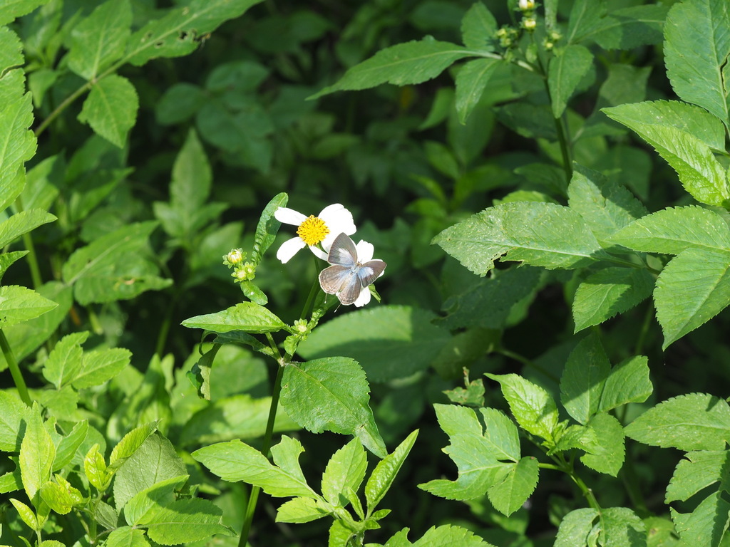 Acytolepis puspa myla from Yulin, Taiwan, Taiwan on July 20, 2021 at 09 ...