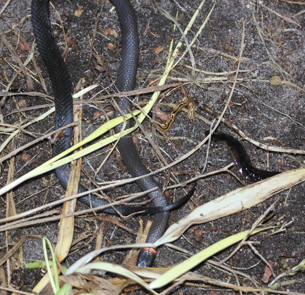 Southern Ringneck Snake from 3111 W Gulf Dr, Sanibel, FL 33957, USA on ...