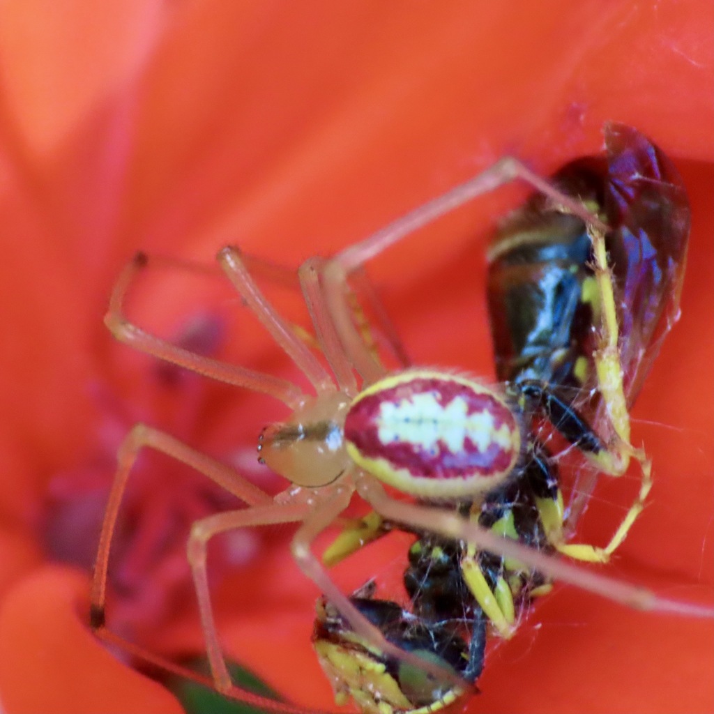 Common candy-striped spider from Delta, BC, Canada on July 19, 2021 at ...