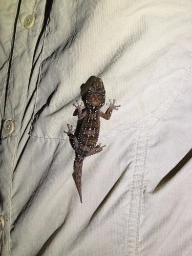 Starry Leaf-toed Gecko (Paroedura stellata) · iNaturalist United Kingdom