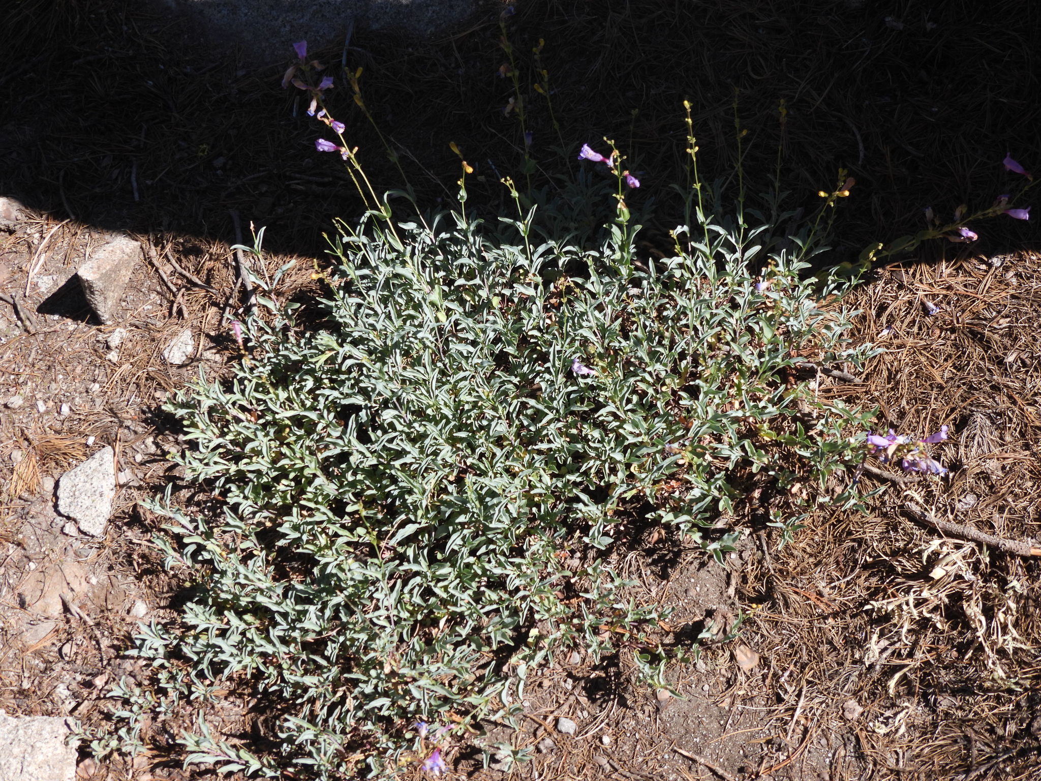 Penstemon azureus Benth.