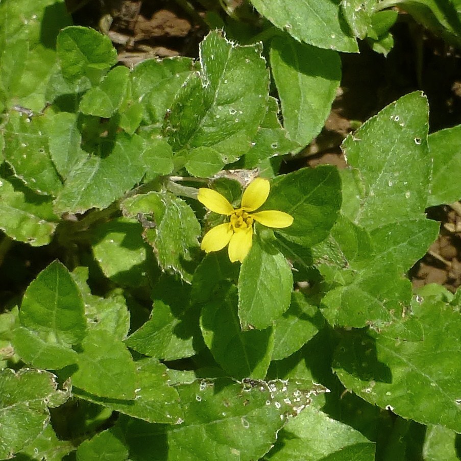 straggler daisy from Oak Cliff, Dallas, TX, USA on July 06, 2021 at 01: ...