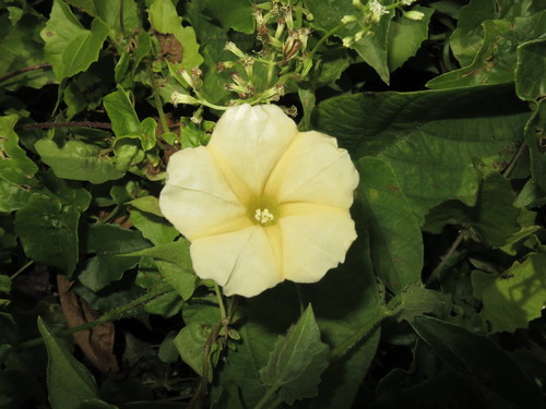 Merremia hirta · NaturaLista Colombia