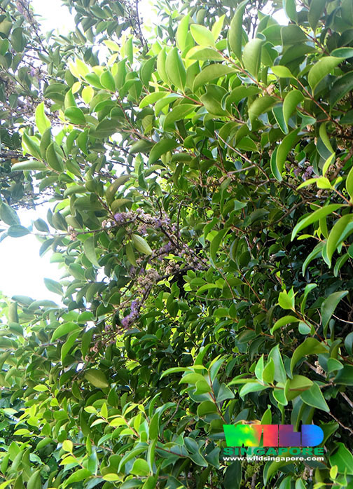 Memecylon edule (Flora Singapore List M) · iNaturalist