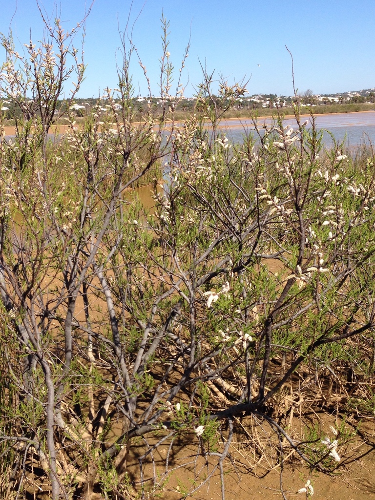 African Tamarisk (Tamarix africana) - Botanical Realm