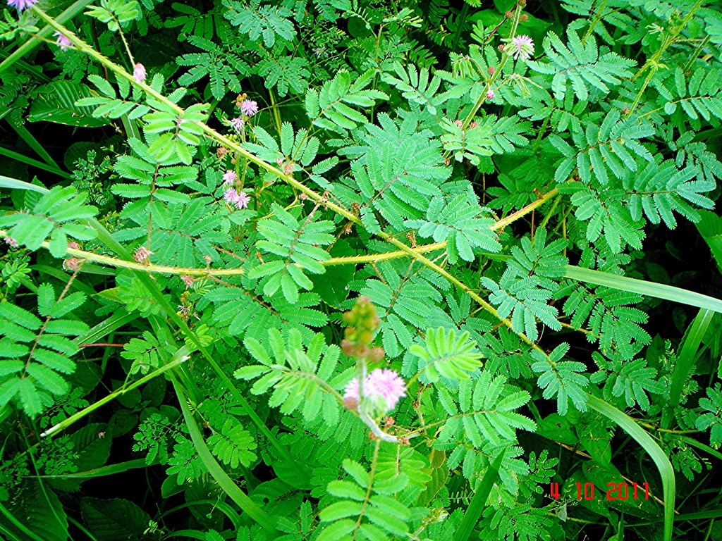 Giant False Sensitive Plant (Flora Singapore List M) · iNaturalist