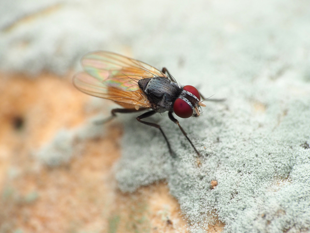 Fannia from Takoma Park, MD, USA on July 25, 2020 at 06:19 PM by Katja ...