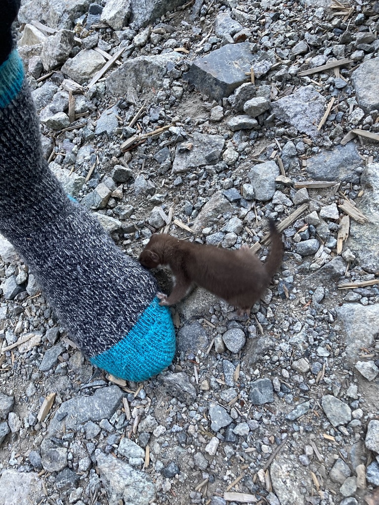 Vancouver Island Stoat from Port Renfrew, BC, CA on July 19, 2021 at 08 ...