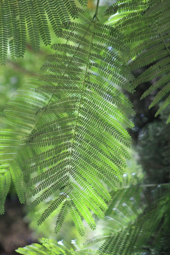 fern-leaf acacia from Guadalupe Poniente, 29130 Berriozábal, Chis ...
