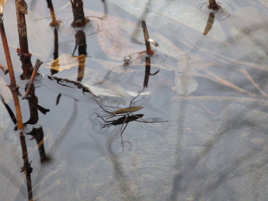 Common Water Strider from Spokane, Washington, United States on ...