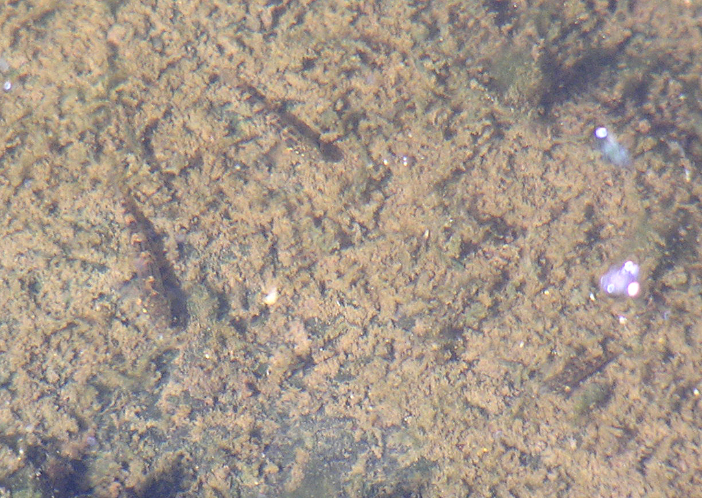 Gobiomorphus from lane cove river on November 10, 2009 by John Martyn ...