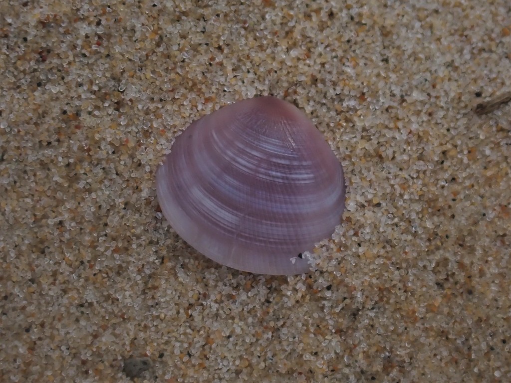 Strigilla euronia from Hungry Head NSW Australia on July 21, 2021 at 12 ...