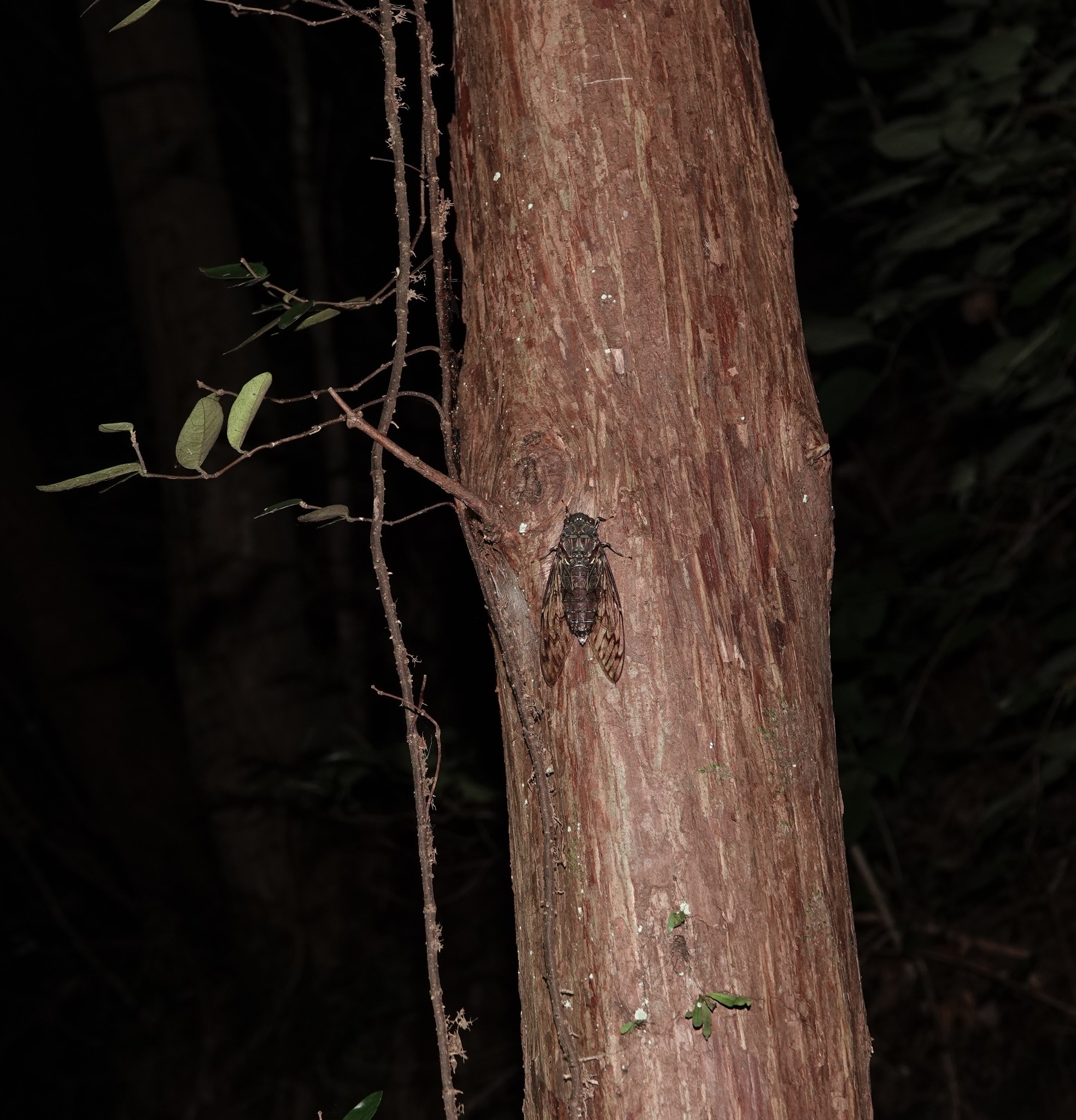 Pomponia linearis (Walker, 1850)