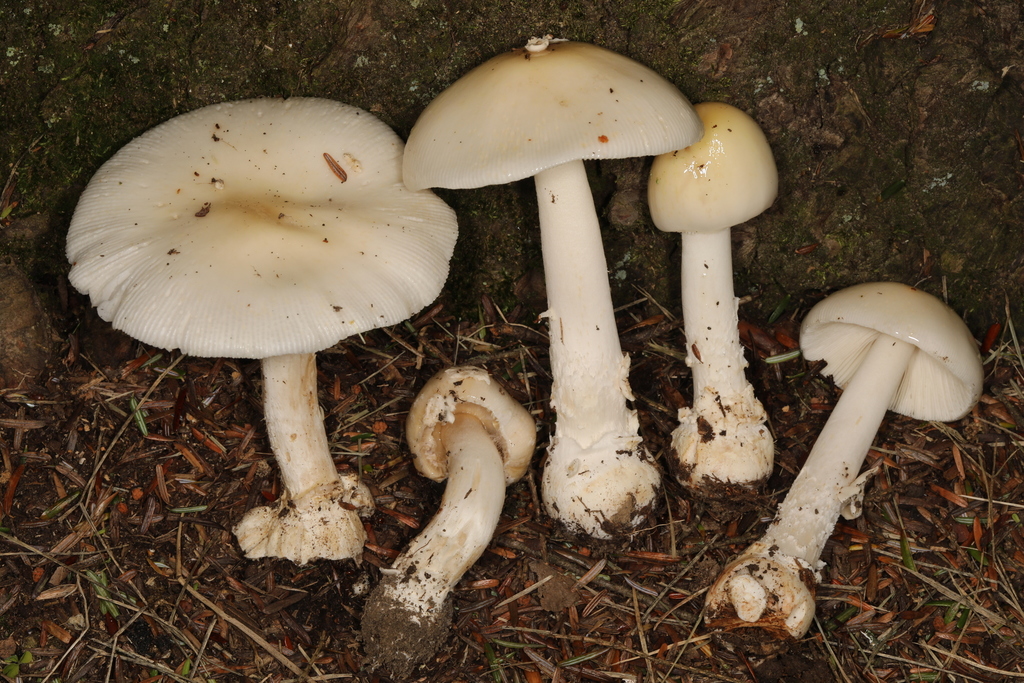 Ringless Panther from McConnell's Mill State Park, Lawrence Co ...