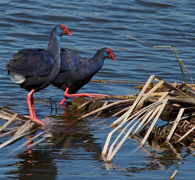Western Swamphen (Wonga Wetlands 2018) · iNaturalist