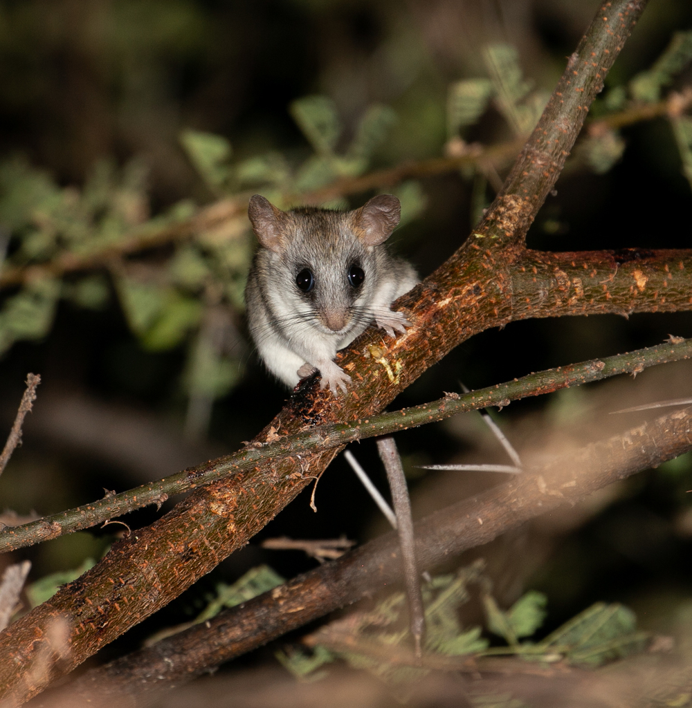 Sundevall's Acacia Rat from Kora NP, Kenya on July 17, 2021 at 08:01 PM ...