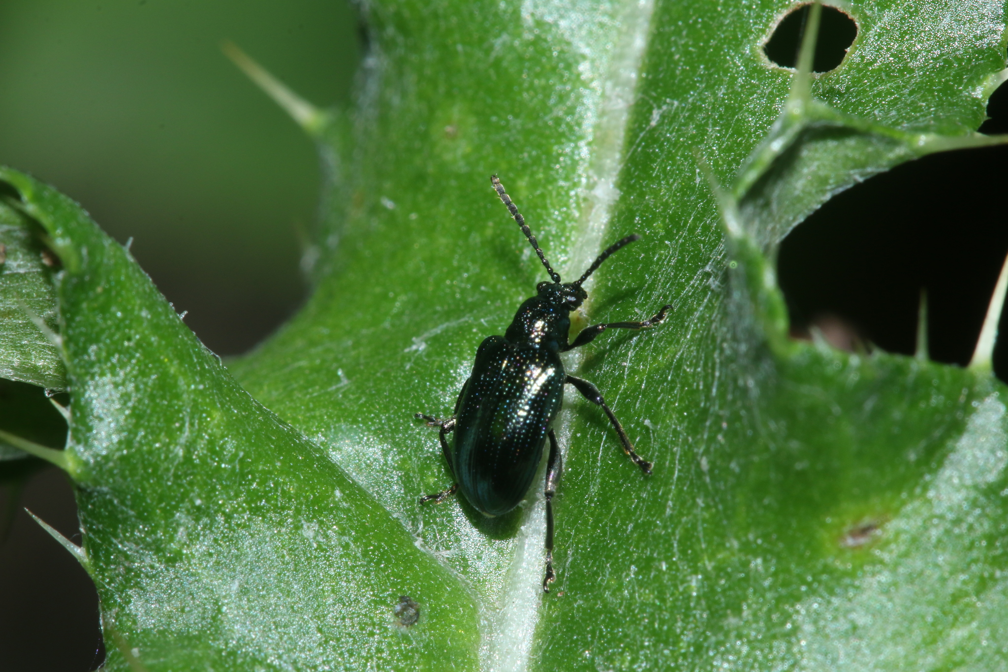 Lema cyanella (Linnaeus, 1758)