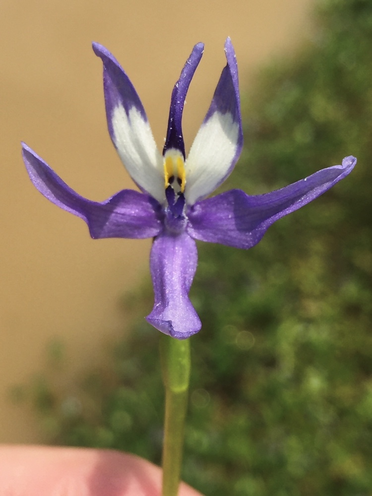 (Pontederiaceae) - Botanical Realm