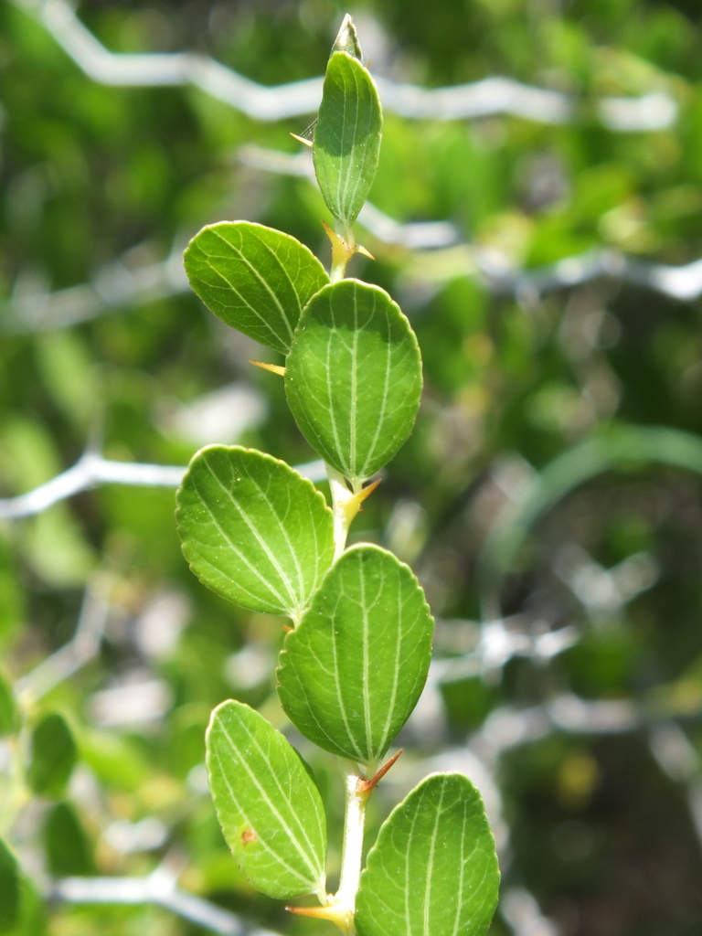 Lotus of the Lotophages (Ziziphus lotus) - Botanical Realm