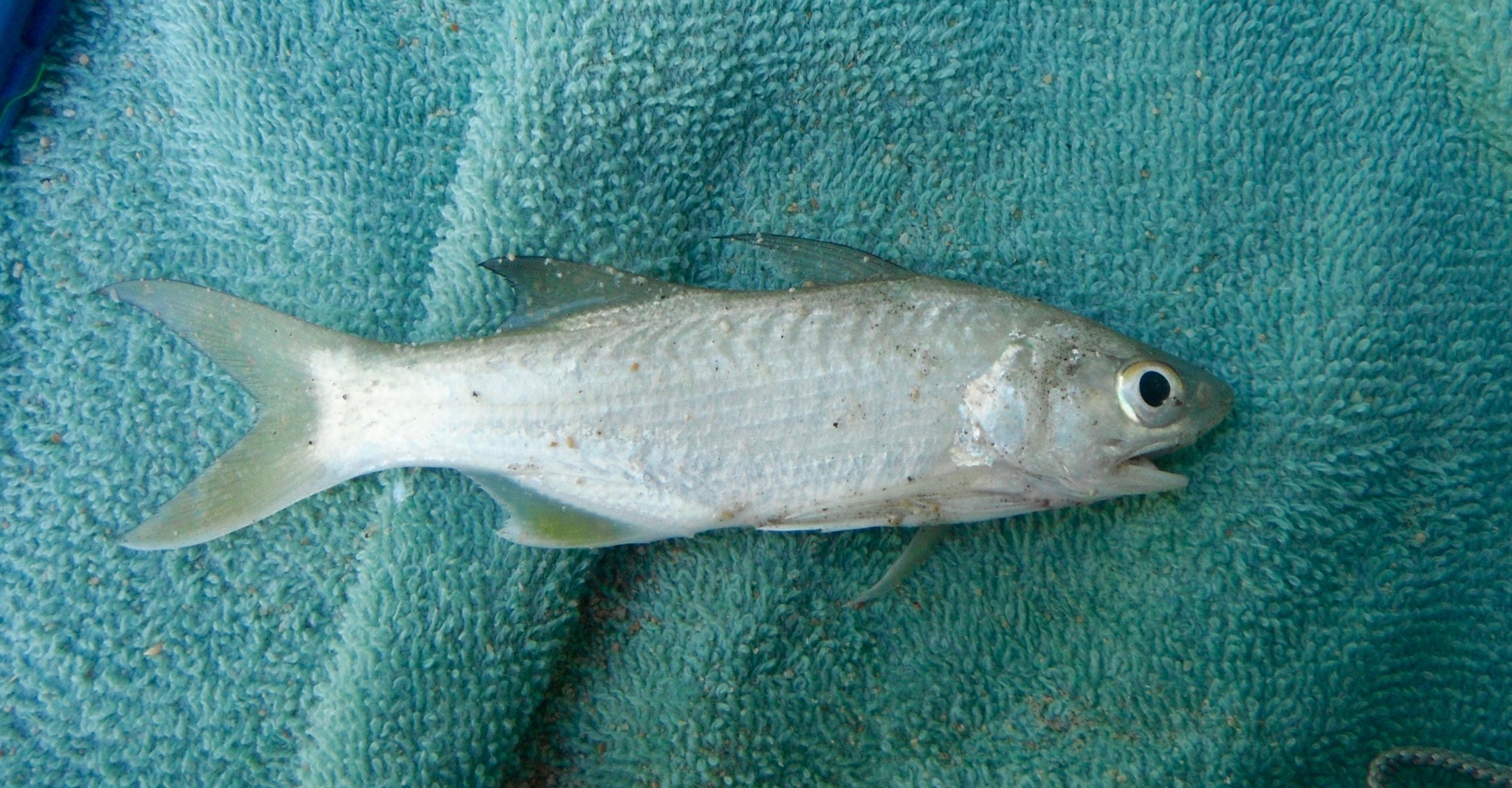 Polydactylus virginicus (Linnaeus, 1758)