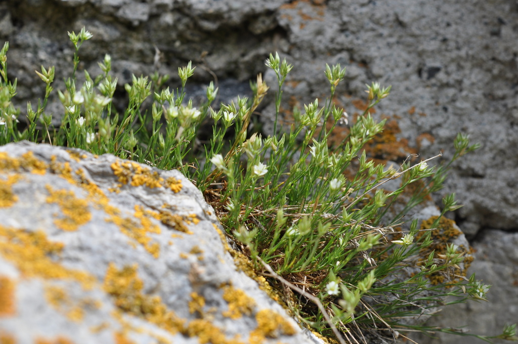 (Minuartia rostrata) - Botanical Realm