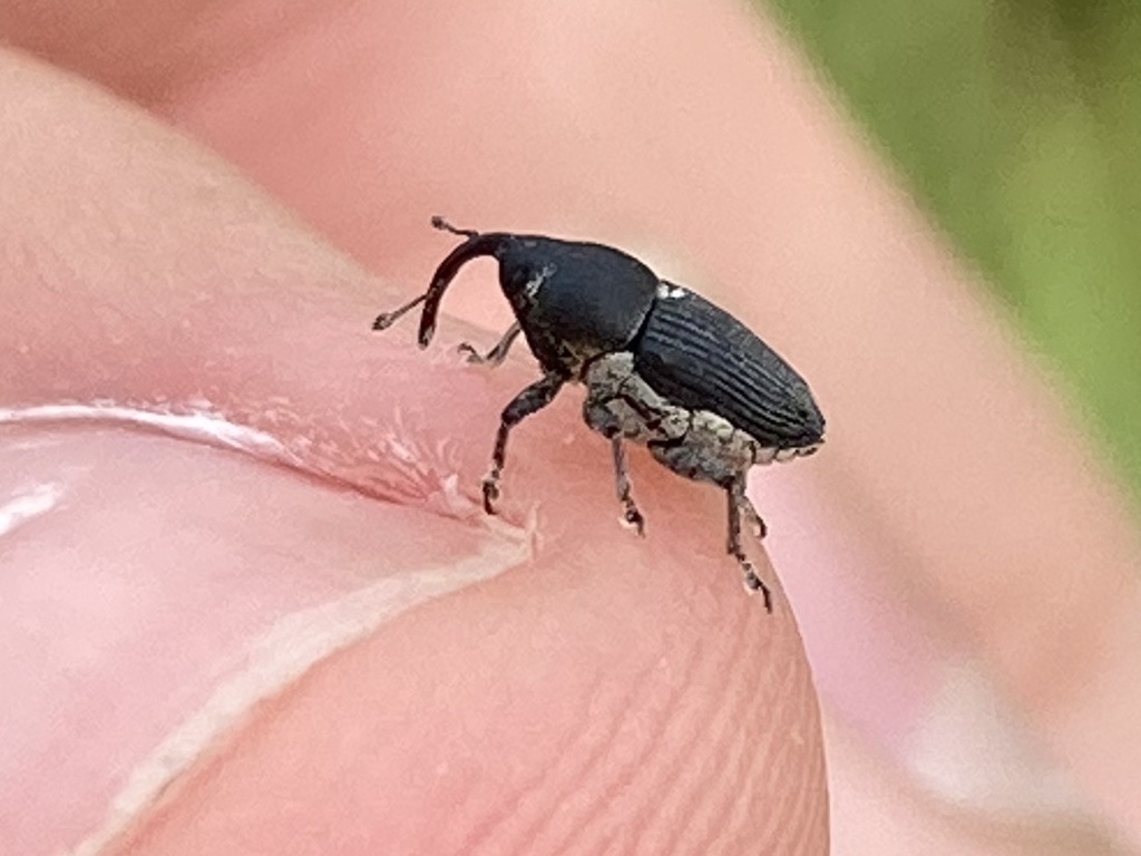 Daisy Flower Weevil from Freshkills Park, New York, NY, US on July 20 ...