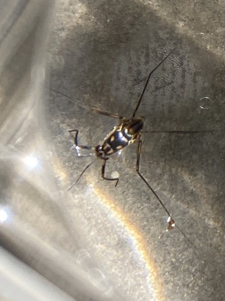 Trepobates subnitidus from Upper Lake Dr, Easley, SC, US on July 21 ...