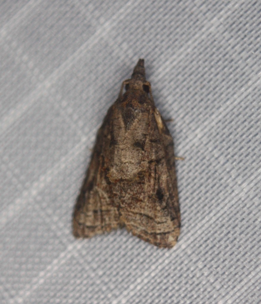 Tufted Apple Bud Moth from Spring Creek Forest Preserve on July 17 ...