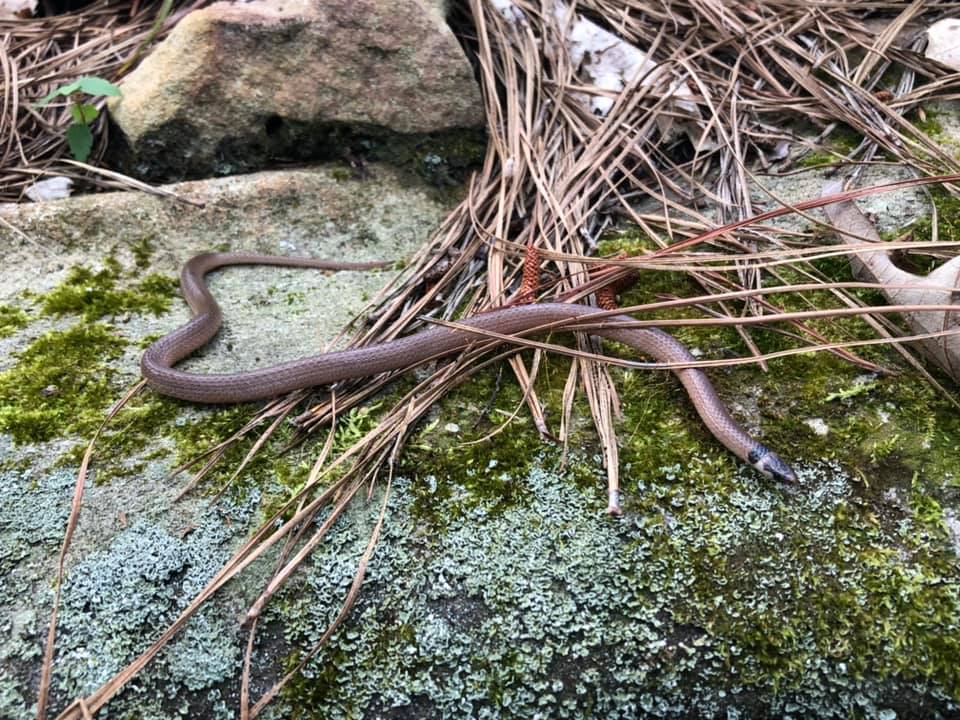 Southeastern Crowned Snake in May 2019 by bdholt · iNaturalist