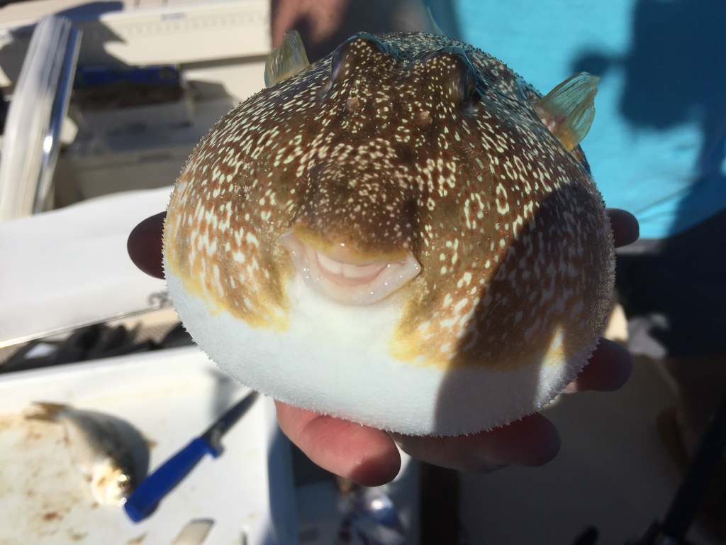 Southern Puffer from Gulf of Mexico on November 25, 2016 at 11:48 AM by ...
