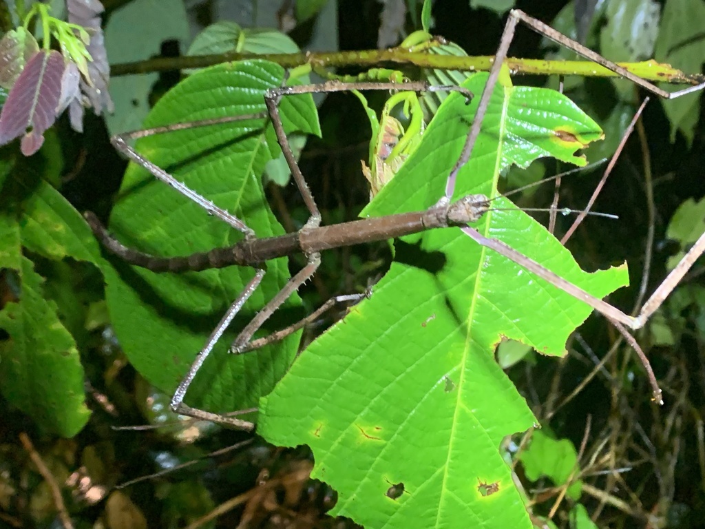 Stick Insects from 荔波县, 黔南布依族苗族自治州, 贵州省, CN on July 21, 2021 at 10:52 ...