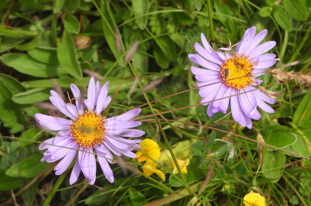 Alpine Aster from Pian dell'Alpe - TO - Italia on July 16, 2021 at 10: ...