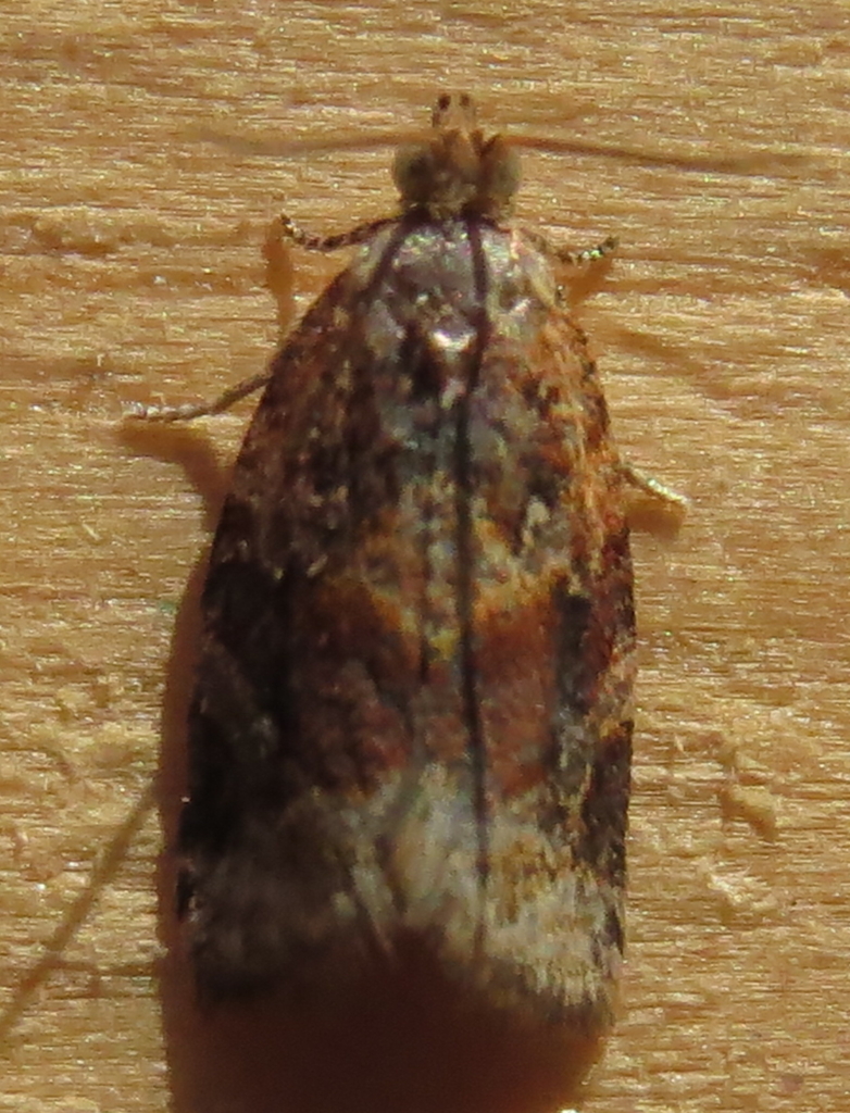 Red-banded Leafroller Moth from Uphill, Kawartha Lakes, ON, Canada on ...