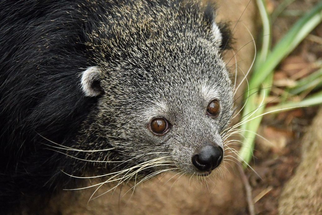 Binturong (Animals of taranga Zoo captive) · iNaturalist