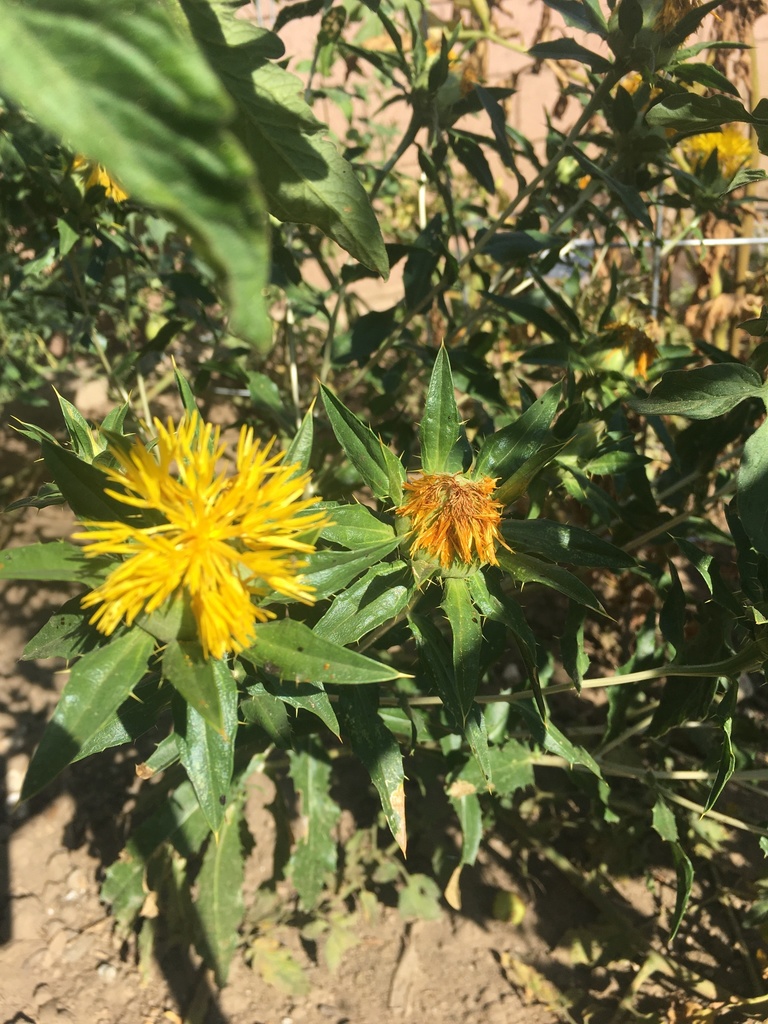 Safflower from W Sixth St, Santa Ana, CA, US on July 21, 2021 at 09:14 ...