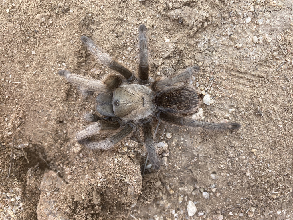 Chiricahuan Gray Tarantula from Tanque Rd, Safford, AZ, US on July 20 ...