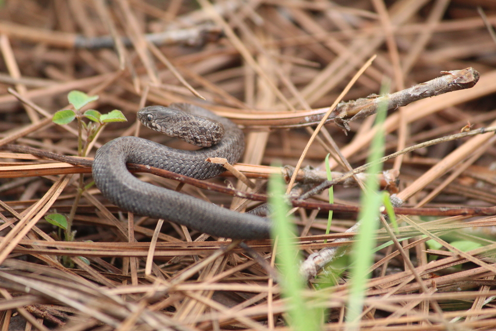 Culebra terrestre dos líneas desde Xalisco, Nay., México el 11 de julio ...