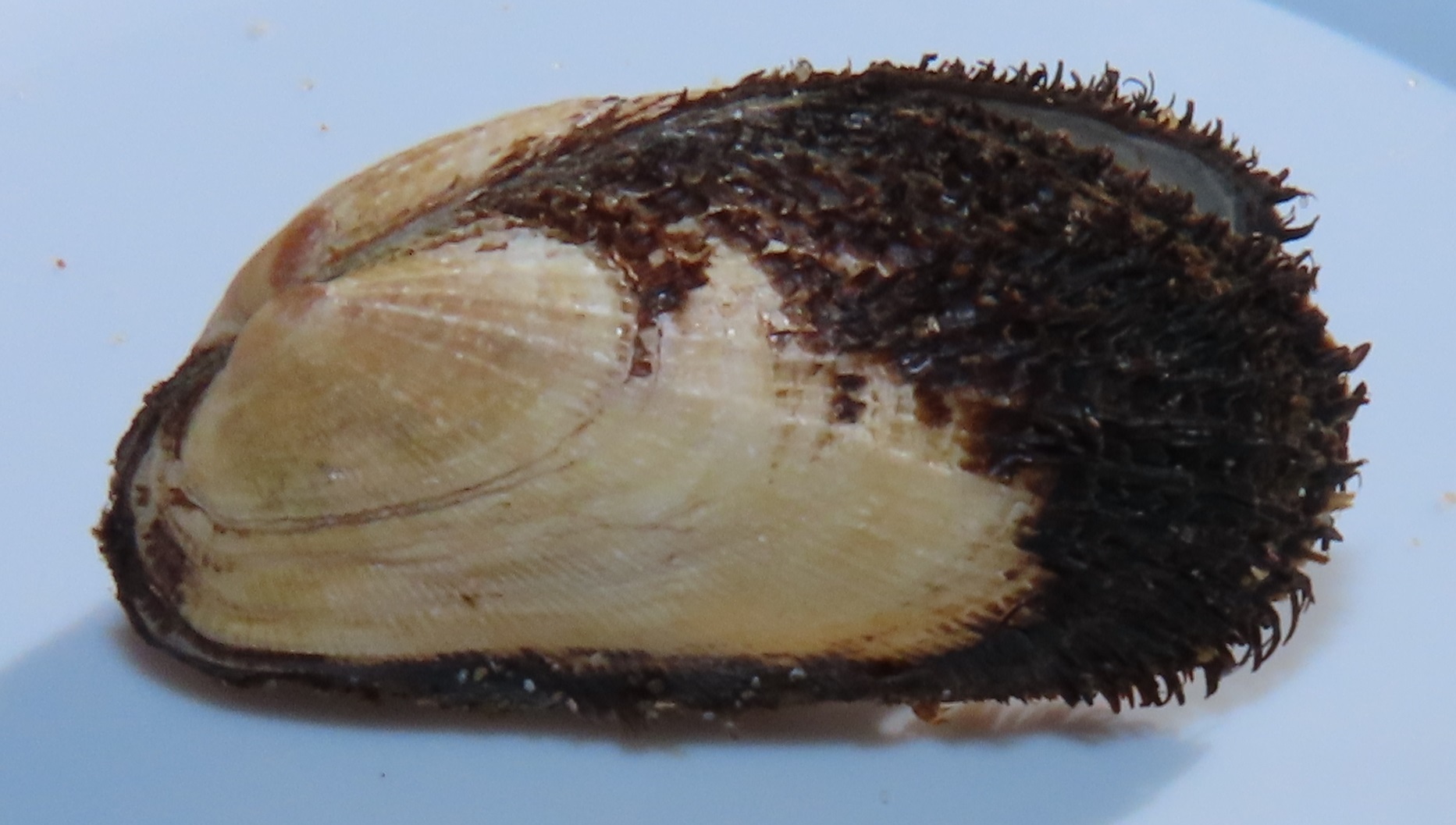 Barbatia obliquata (Wood, 1828)