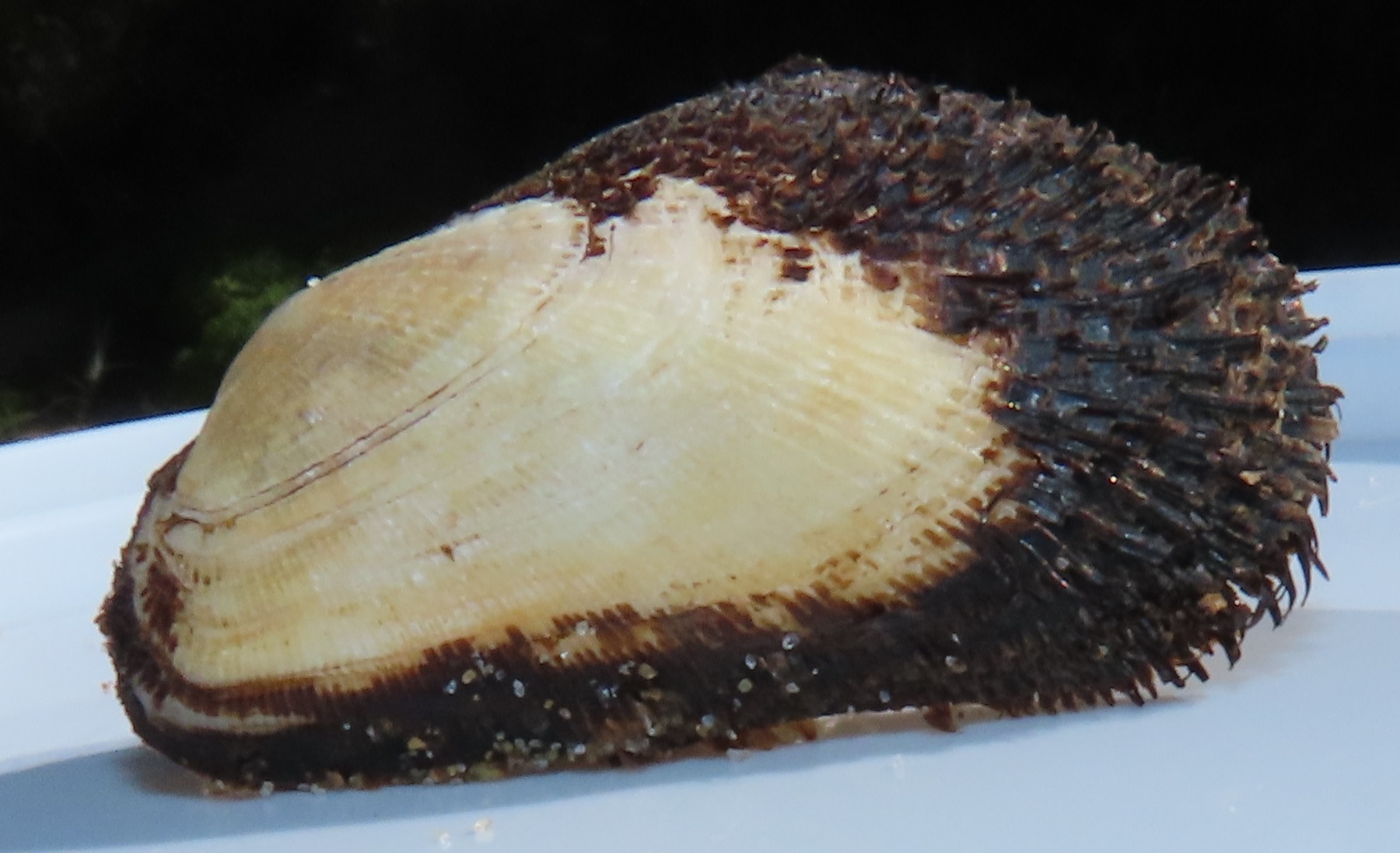 Barbatia obliquata (Wood, 1828)