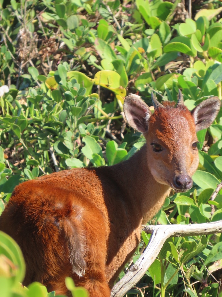 Natal Duiker from iSimangaliso, South Africa on July 19, 2021 at 12:05 ...