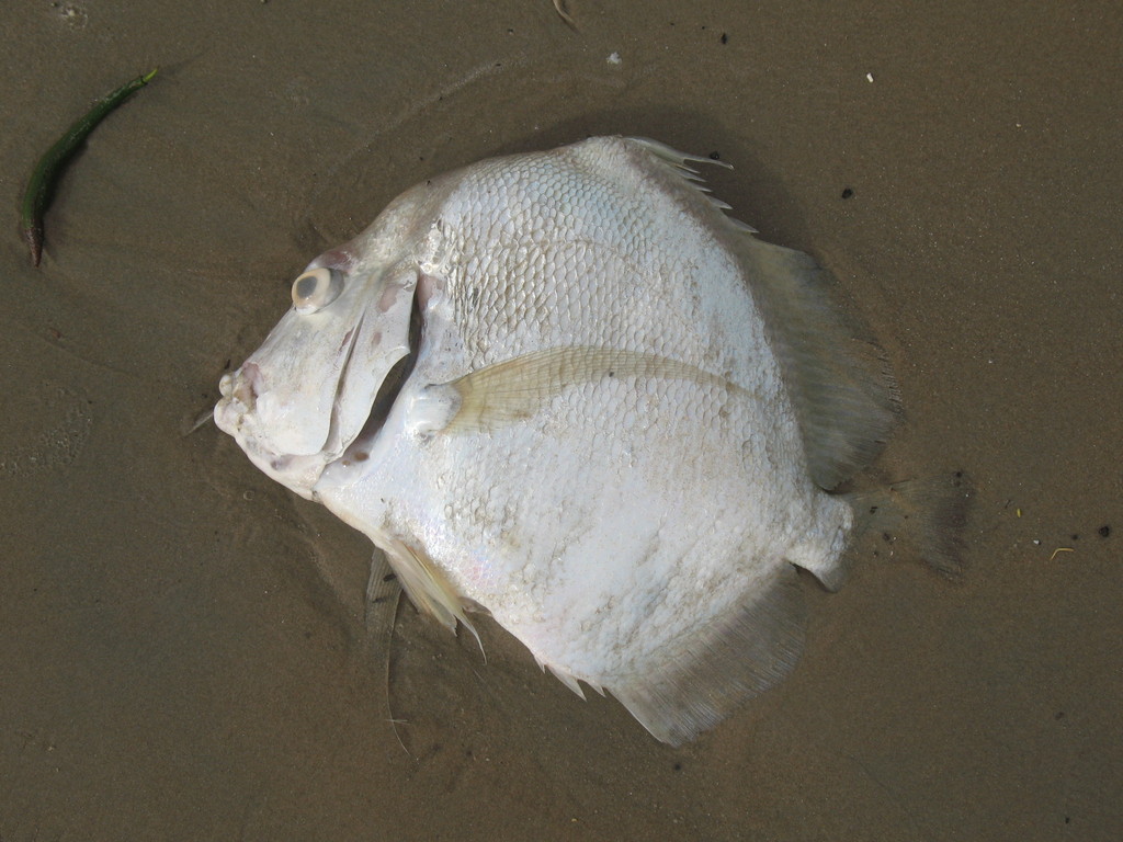 African Sicklefish (Drepane africana) - Marine Life Identification