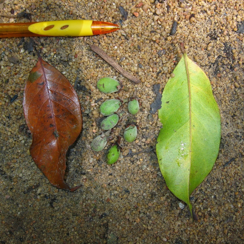 (Maranthes corymbosa) - Botanical Realm