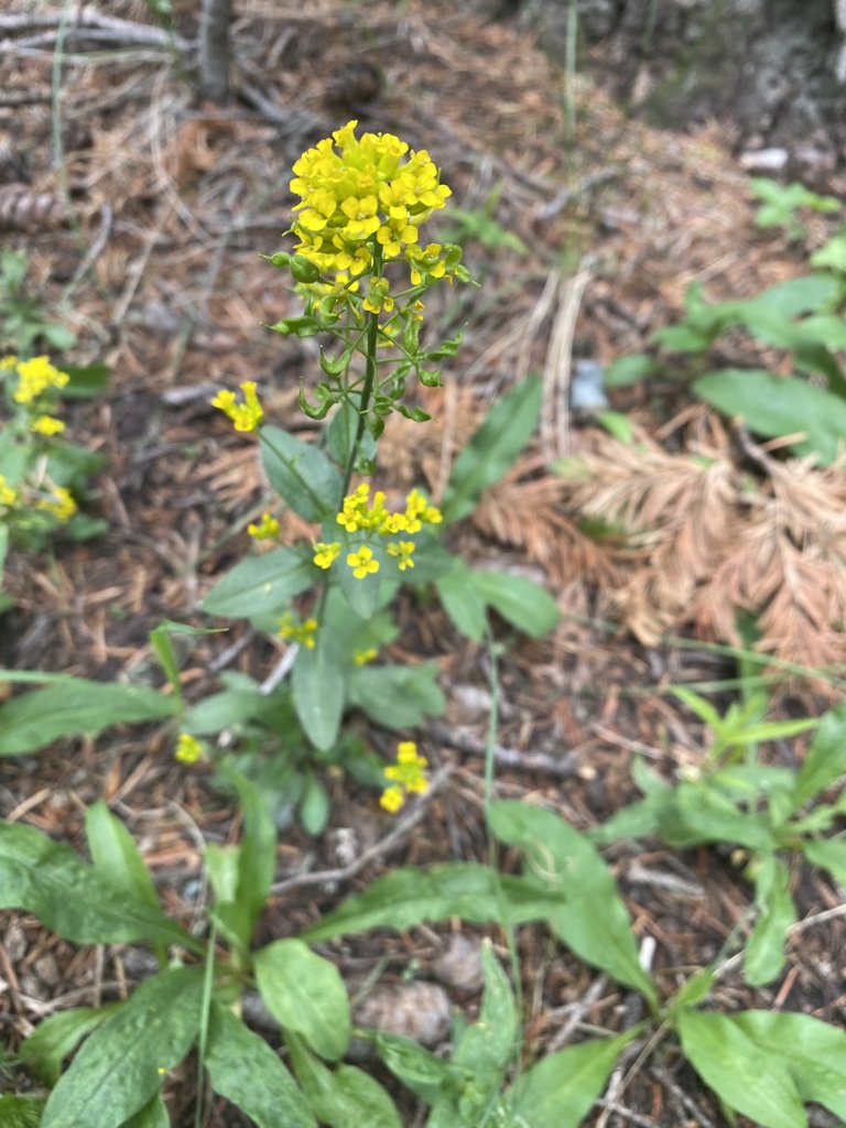 Heller's Draba (Alpine Flora of the Southern Rocky Mountains) · iNaturalist