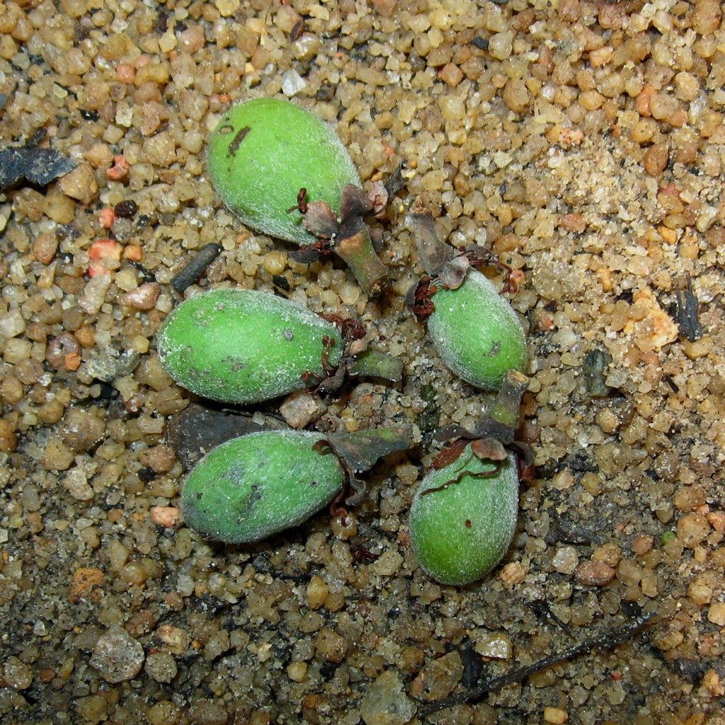 (Flora Singapore List M) · iNaturalist