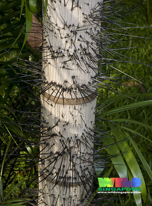 Nibung (Flora Singapore List O) · iNaturalist