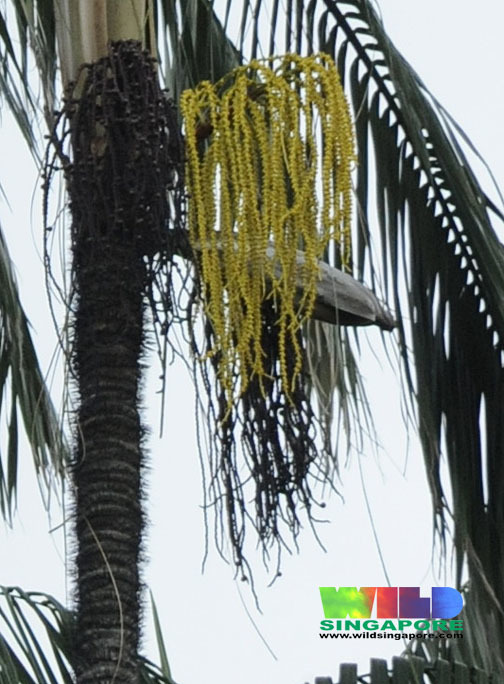 Nibung (Flora Singapore List O) · iNaturalist